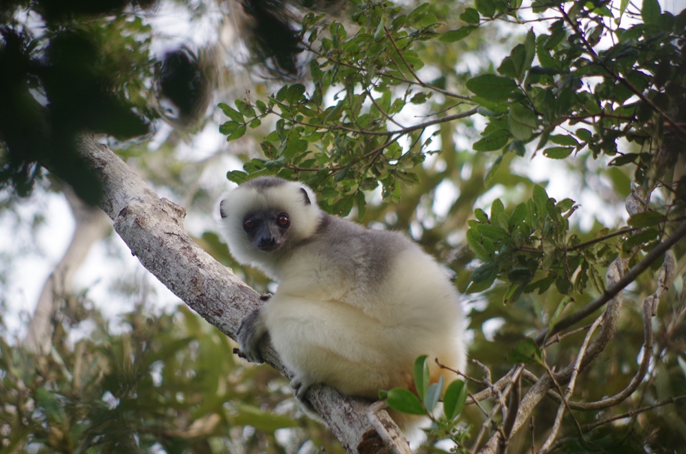 Rio Tinto invests $16m in Makira Natural Park REDD+ Project in Madagascar > Newsroom